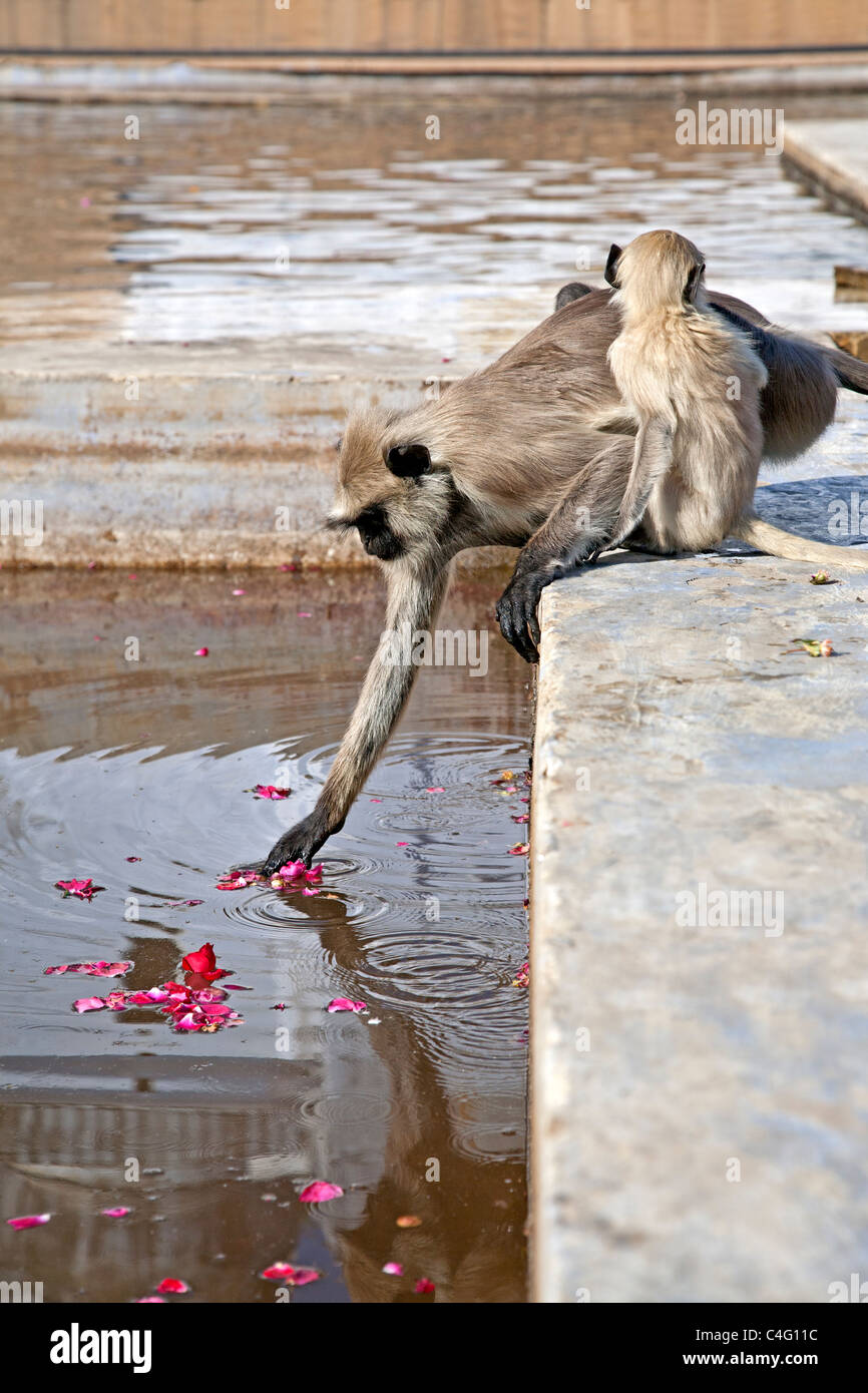 Monkey flower eat hi-res stock photography and images - Alamy