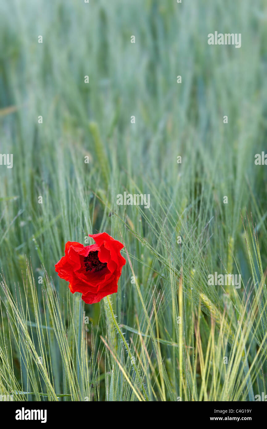 Native poppy uk hi-res stock photography and images - Alamy