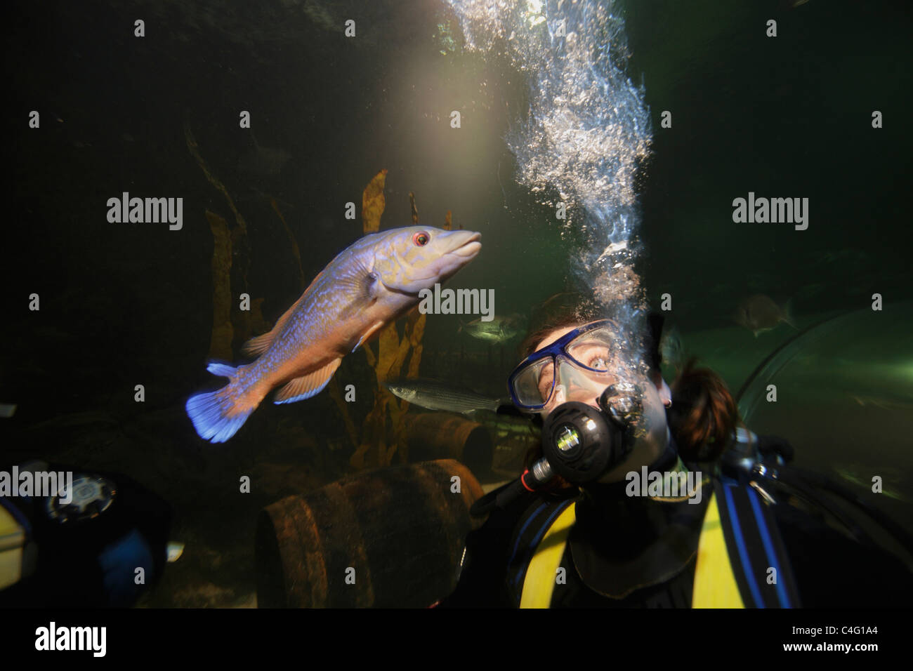 A diver gets a close look at a Cuckoo wrasse (Labrus mixtus) in the ...