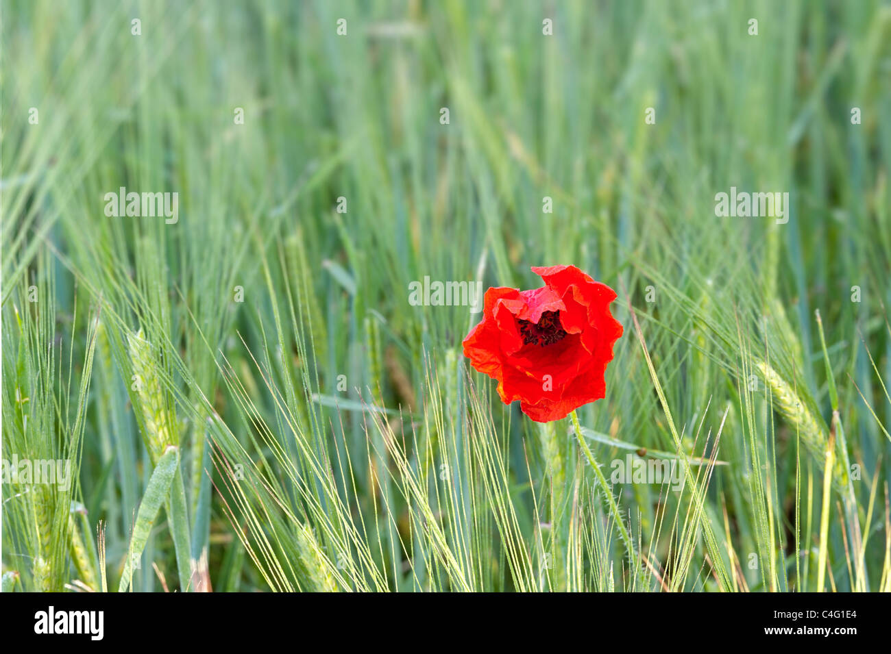 Single poppy in a field of barley Stock Photo - Alamy