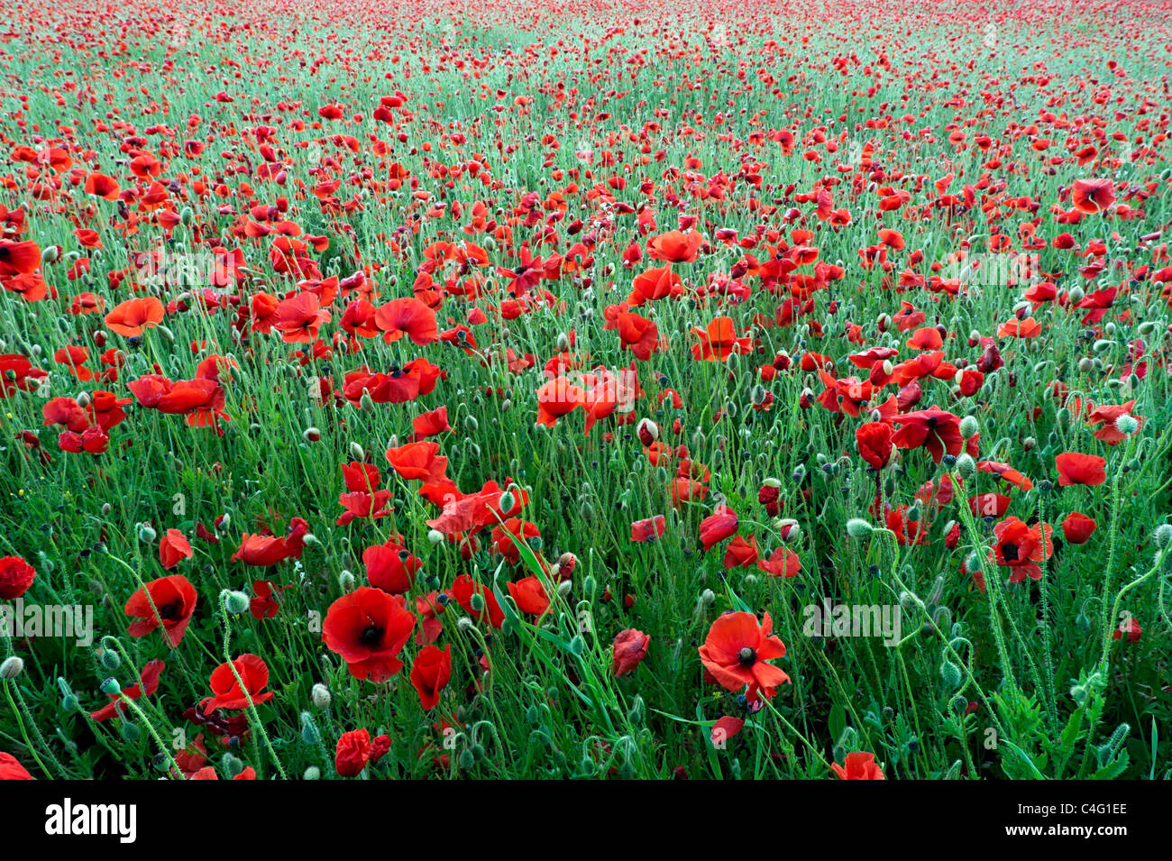 Field of wild poppies Stock Photo - Alamy