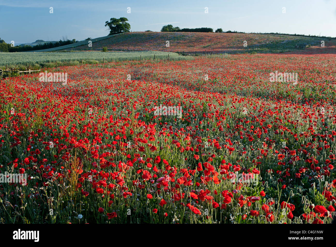 Field of wild poppies Stock Photo - Alamy