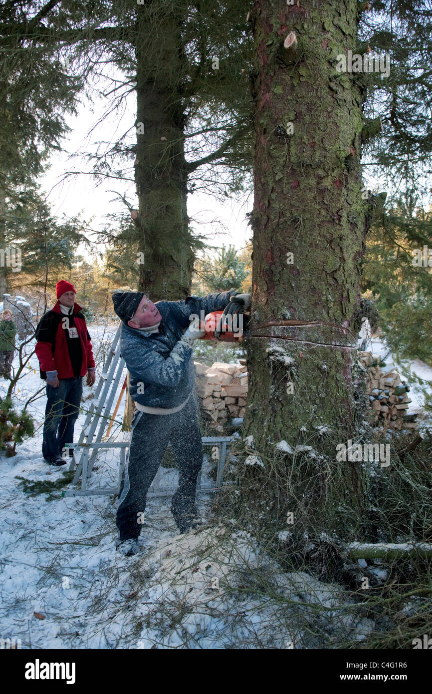 Man felling tree with chainsaw in woods in snow in winter Stock Photo ...