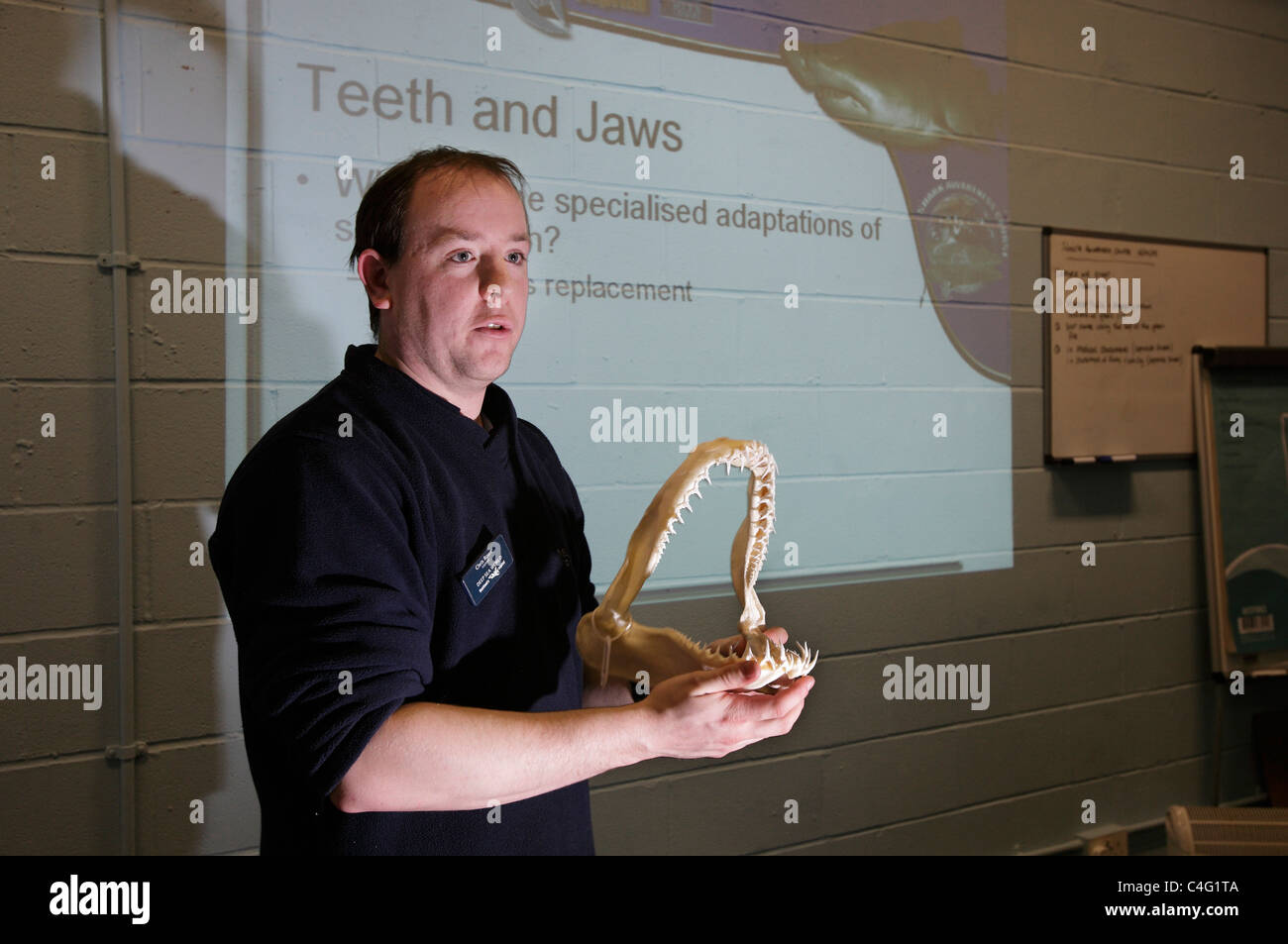 A dive instructor gives a classroom presentation about sharks during ...