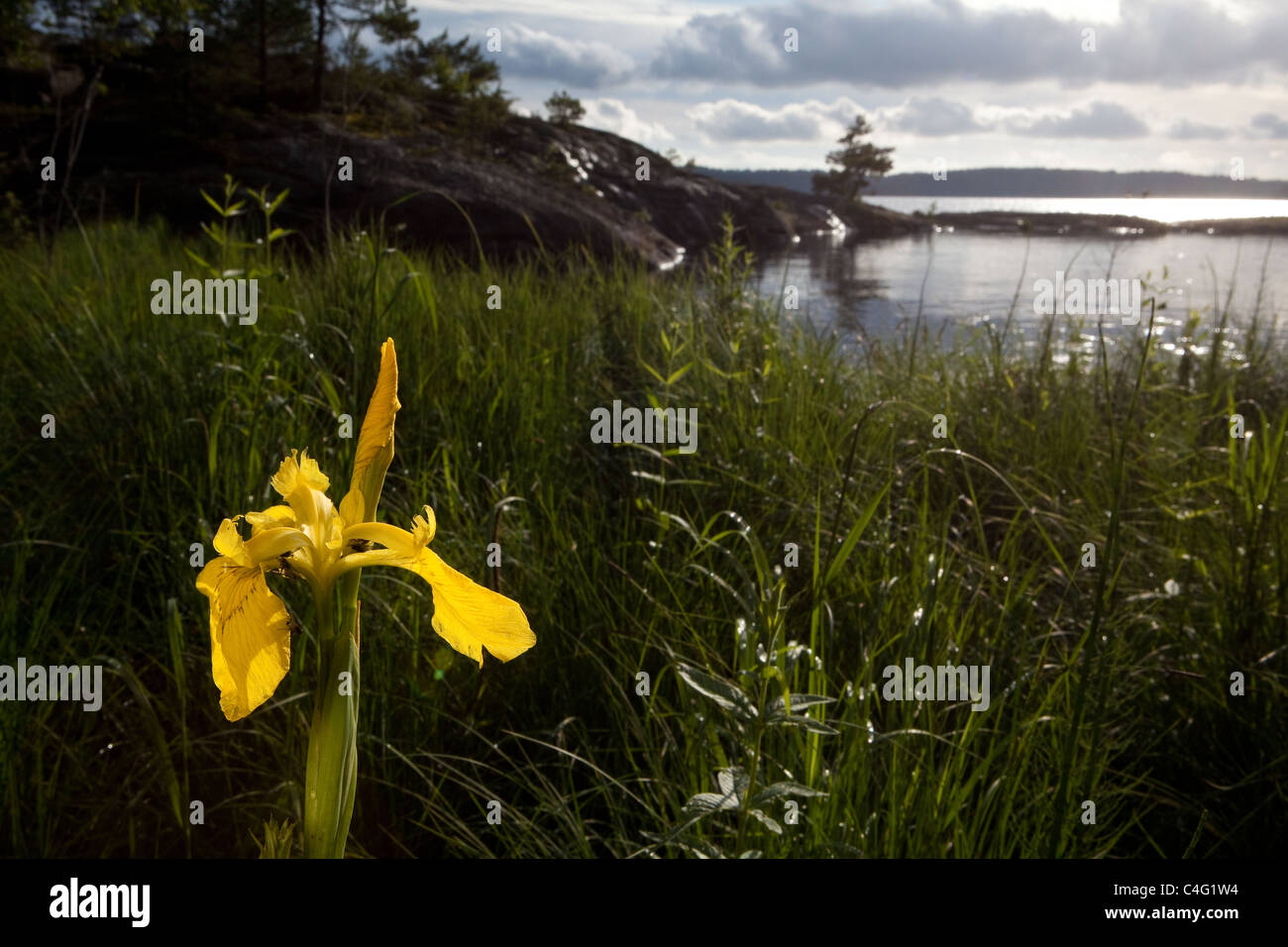 Rade flower hi-res stock photography and images - Alamy