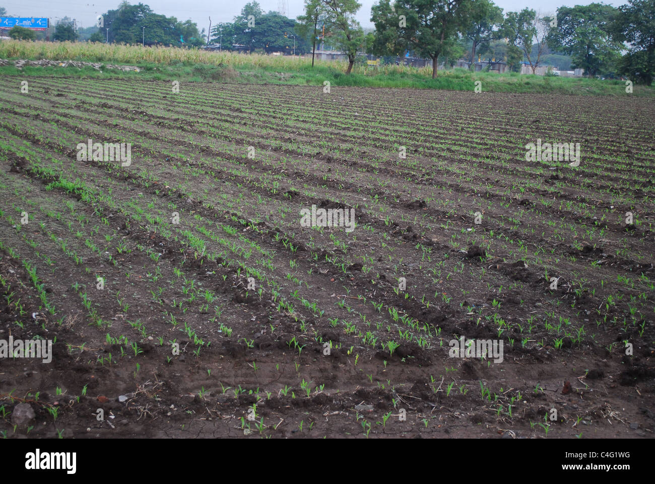 Farm field crop hi-res stock photography and images - Alamy