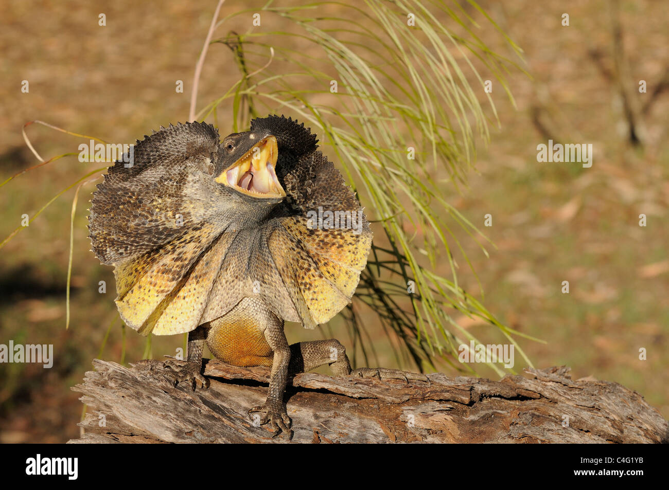 Frilled Lizard Chlamydosaurus kingii Adult displaying Photographed in ...