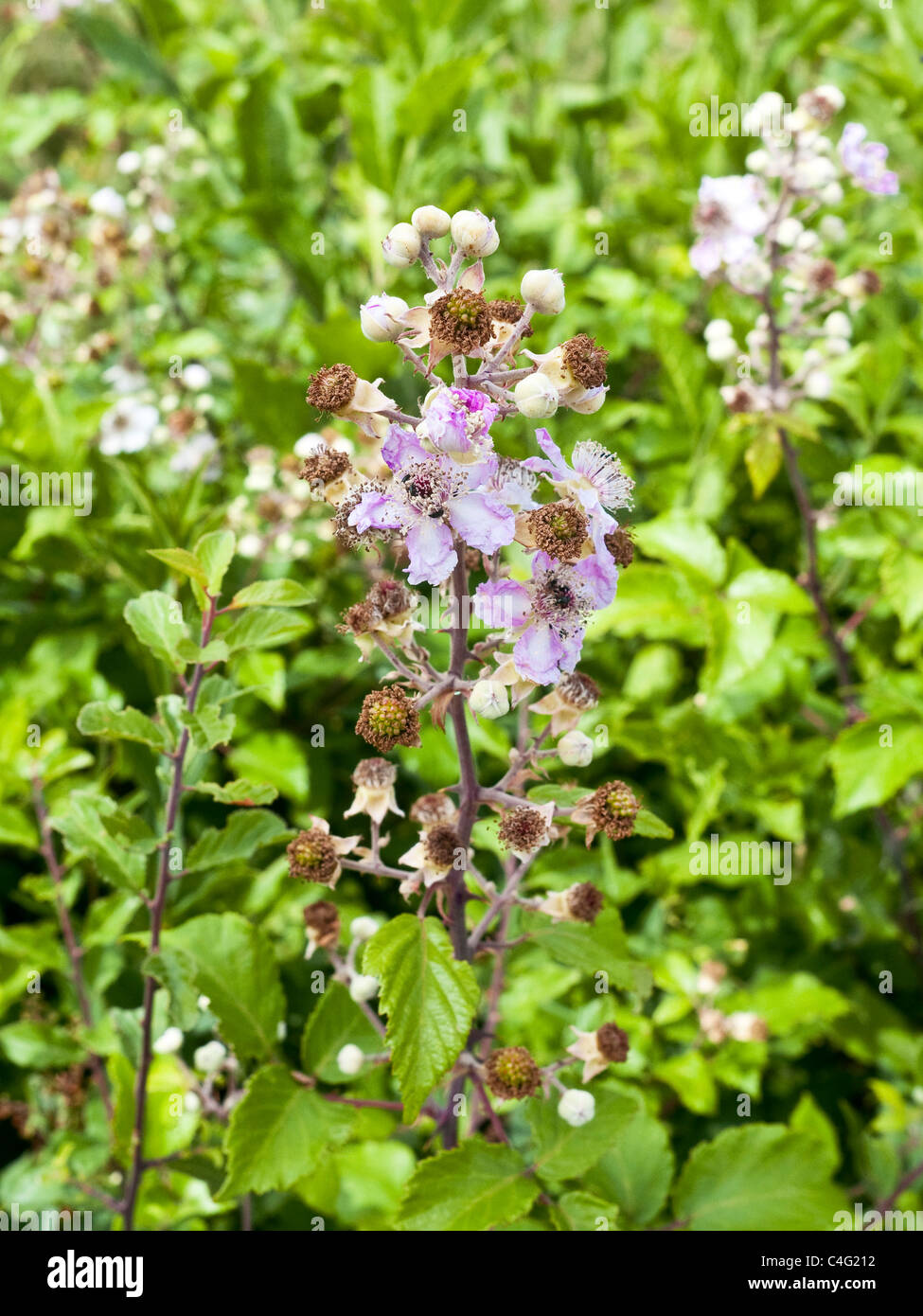 Wild Blackberries / Brambles flowering in roadside hedge - France Stock ...