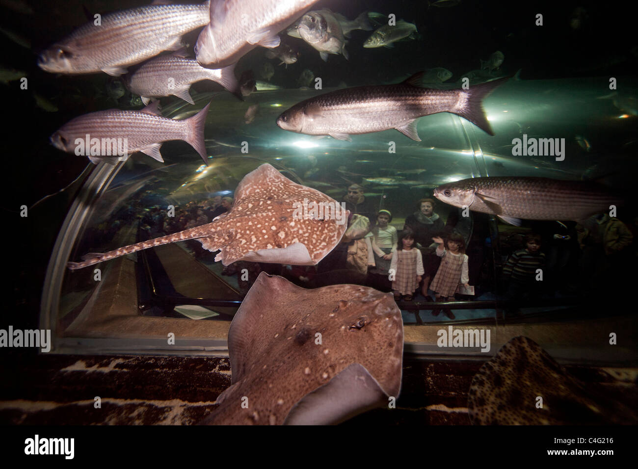 Deep sea world scotland hi-res stock photography and images - Alamy