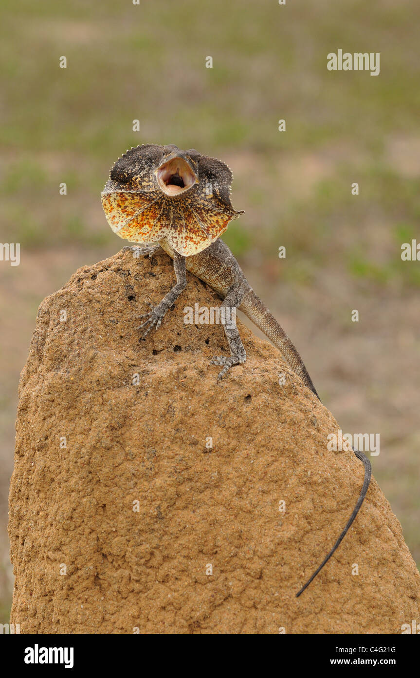 Frilled Lizard Chlamydosaurus kingii Dsplaying Photographed in ...