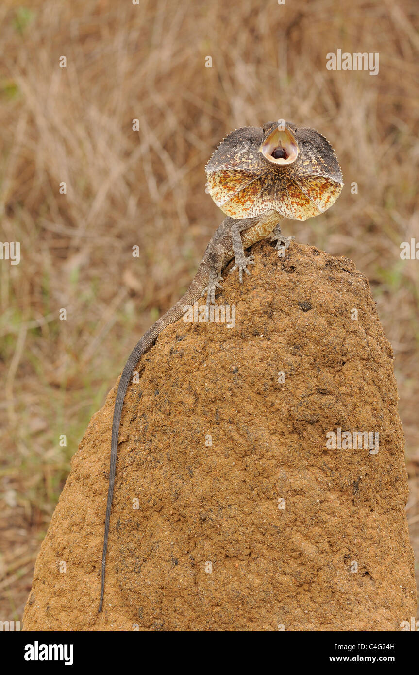 Frilled Lizard Chlamydosaurus kingii threat display Photographed in ...