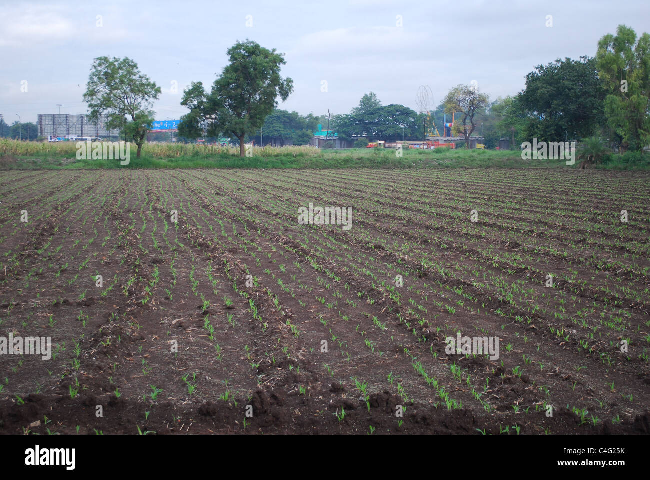 Farm field crop hi-res stock photography and images - Alamy