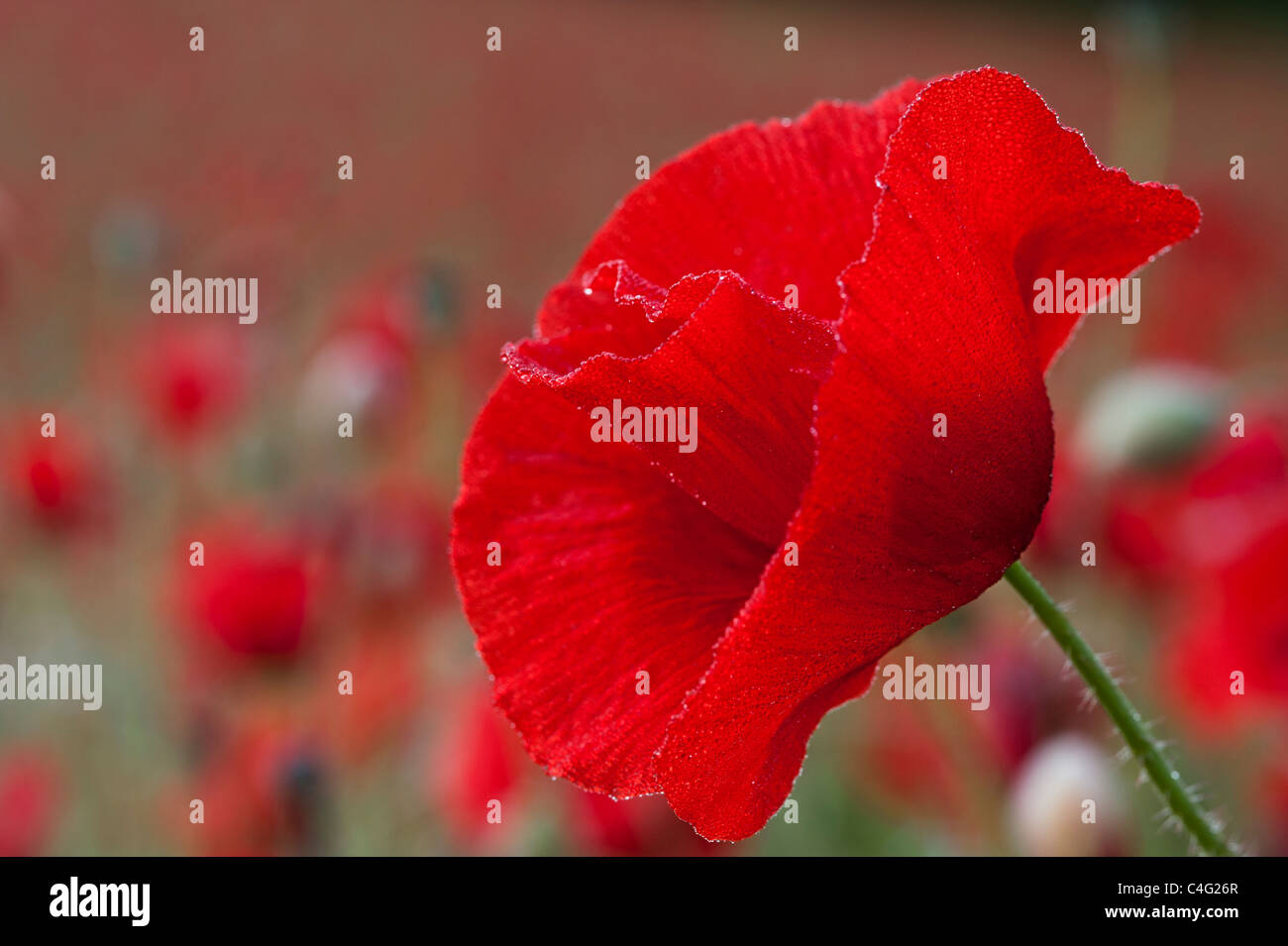 A single poppy hi-res stock photography and images - Alamy