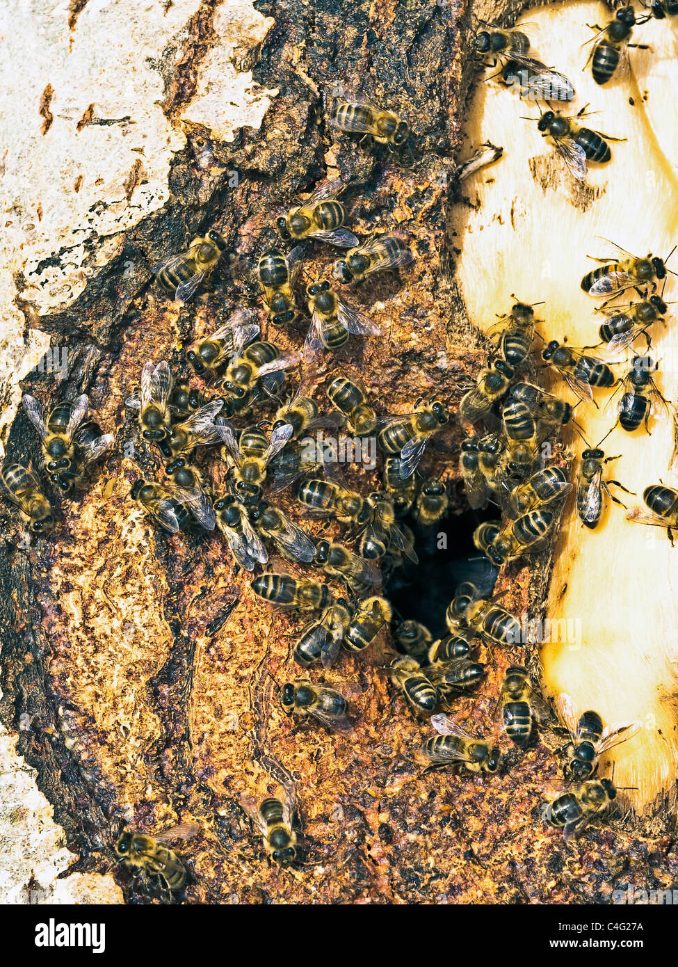 Bee's nest hi-res stock photography and images - Alamy
