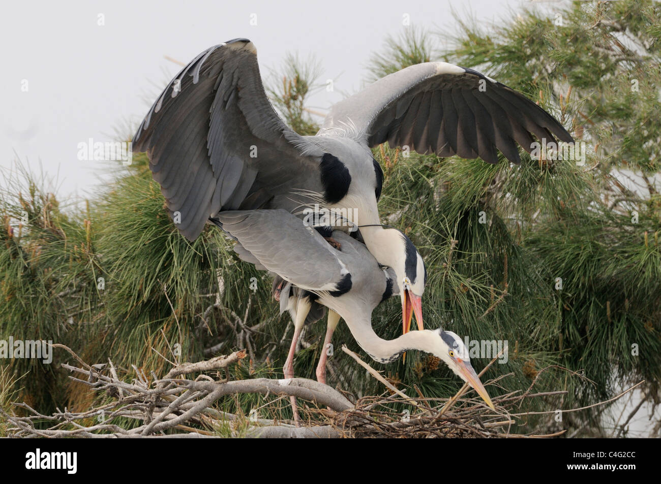 Mating adults hi-res stock photography and images - Alamy
