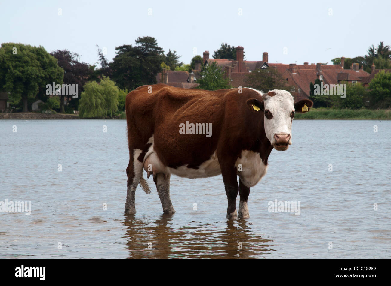 Cow standing in pond hi-res stock photography and images - Alamy
