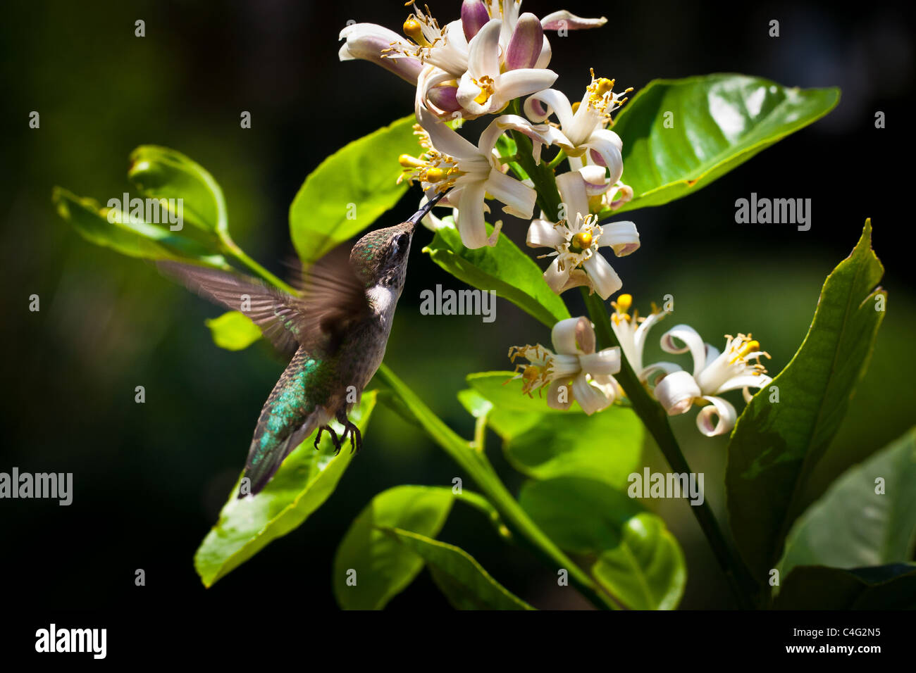 Colibri at tree hi-res stock photography and images - Alamy