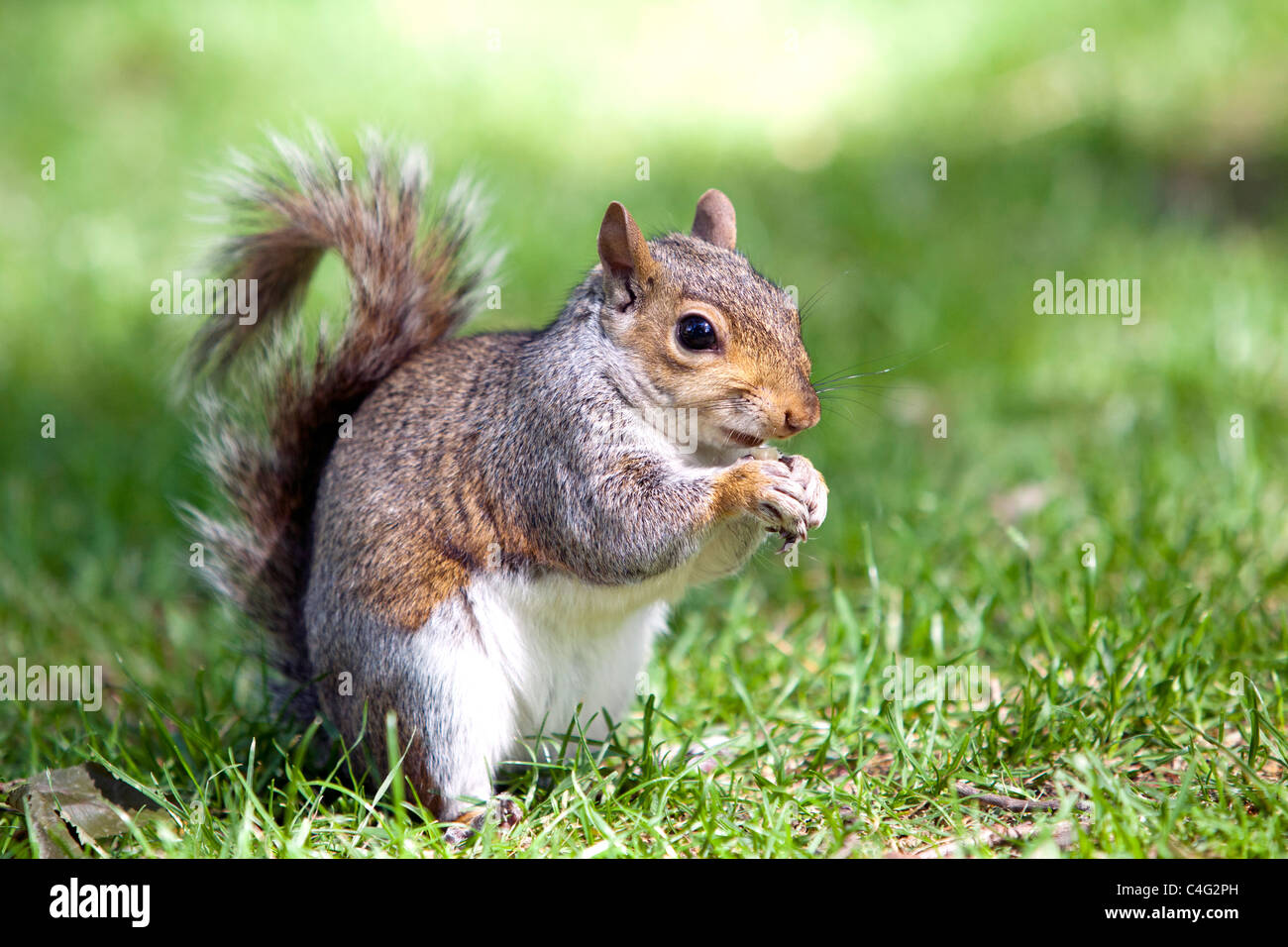 Squirrels in green park london hi-res stock photography and images - Alamy
