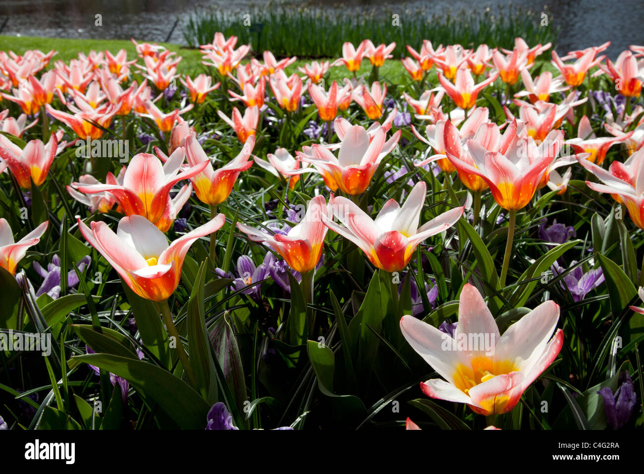 Season of tulips hi-res stock photography and images - Alamy
