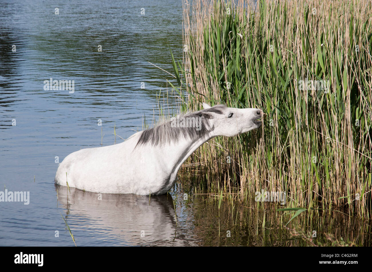 Water pony hi-res stock photography and images - Alamy