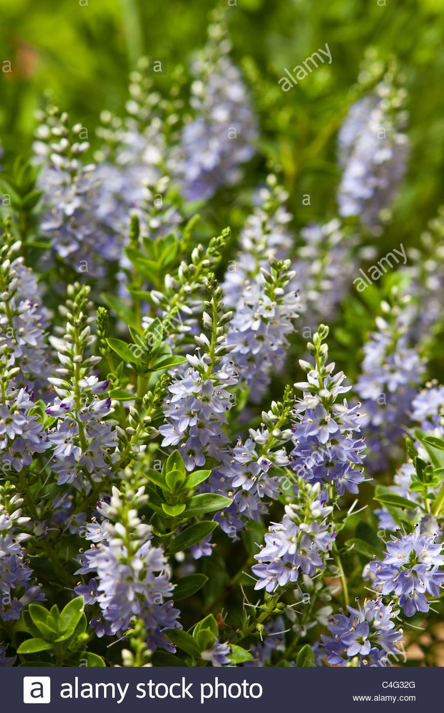 Hebe Border Stock Photos & Hebe Border Stock Images - Alamy