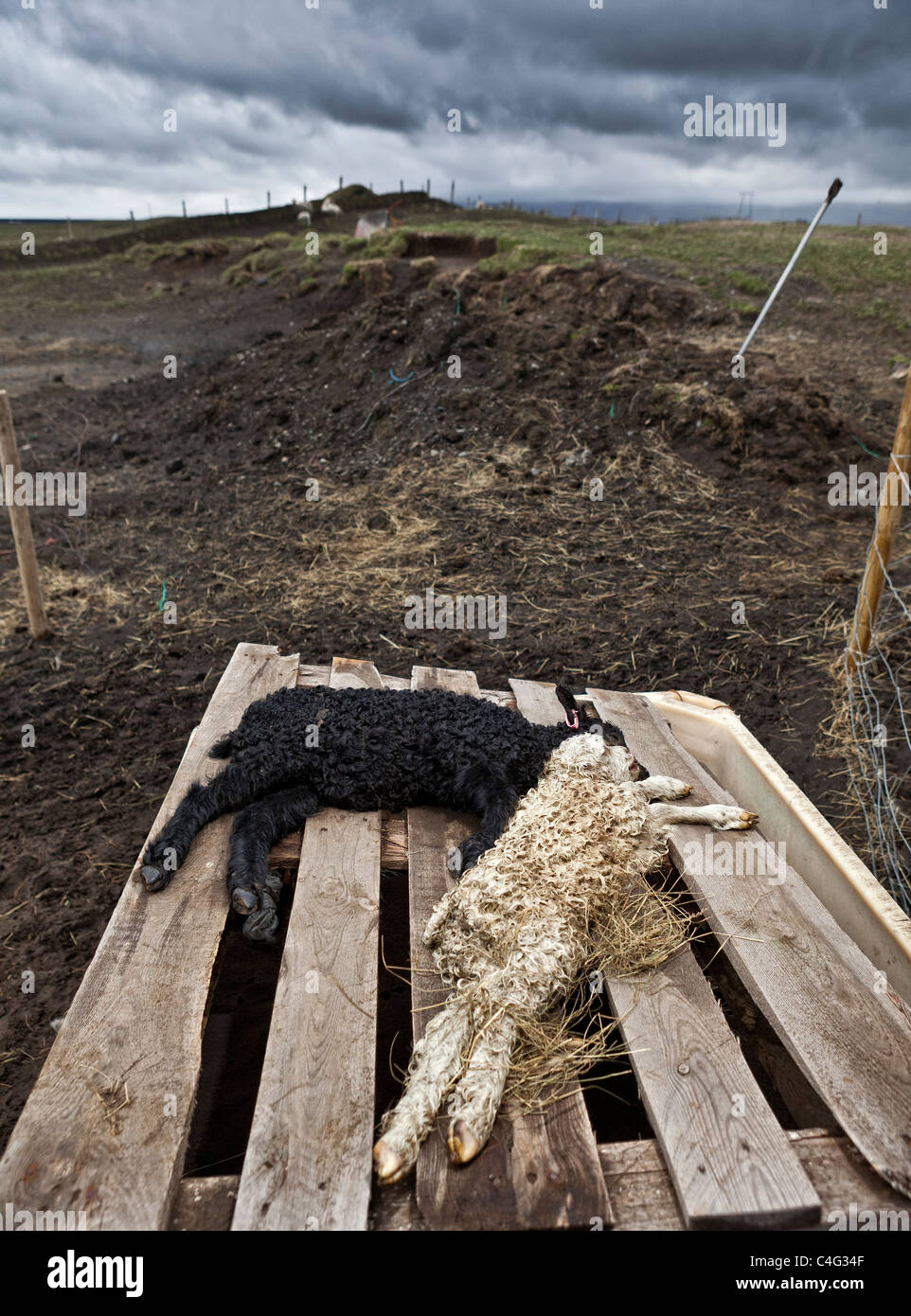 Dead killed lamb hi-res stock photography and images - Alamy