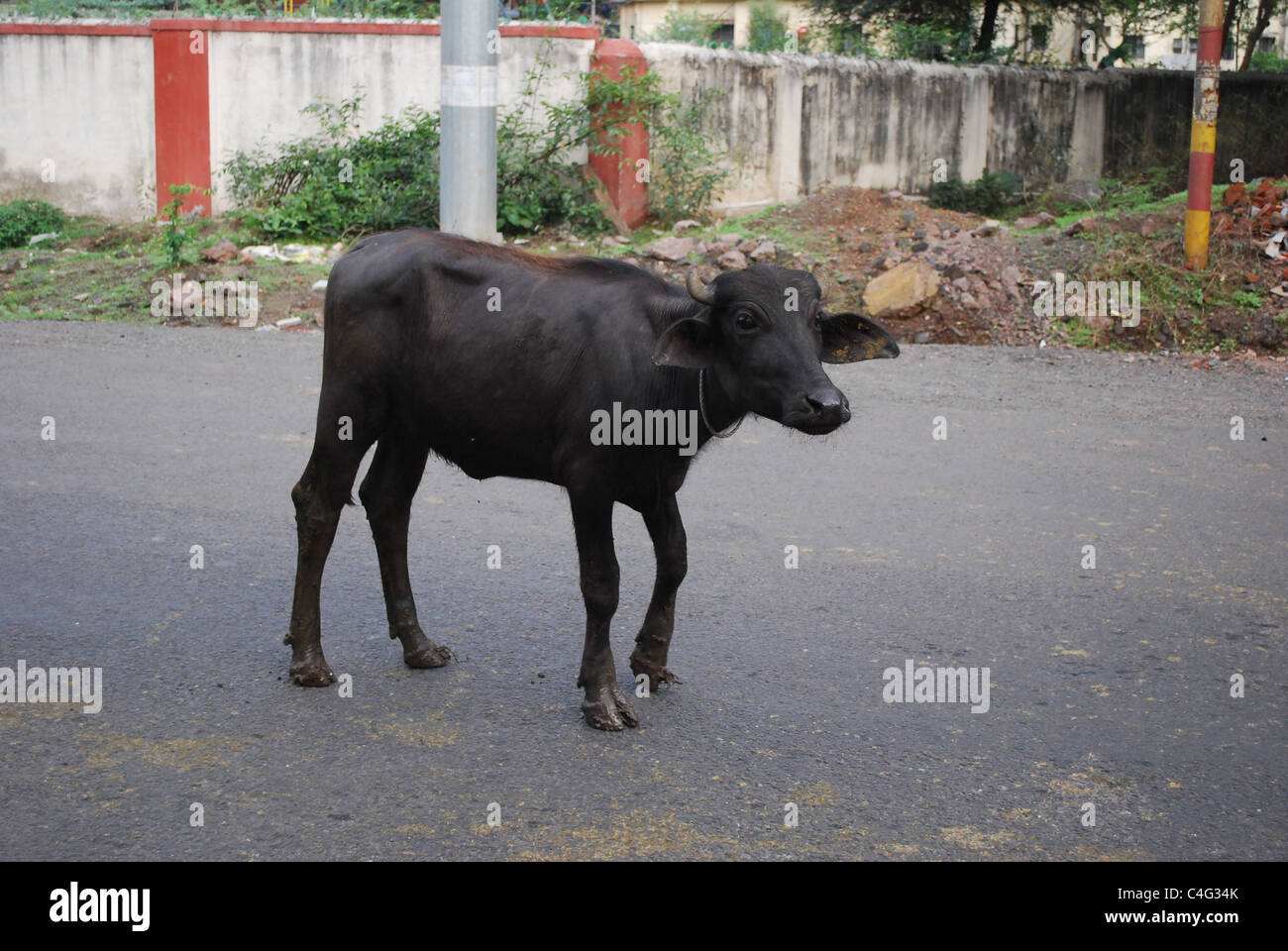 buffalo walking in road Stock Photo - Alamy