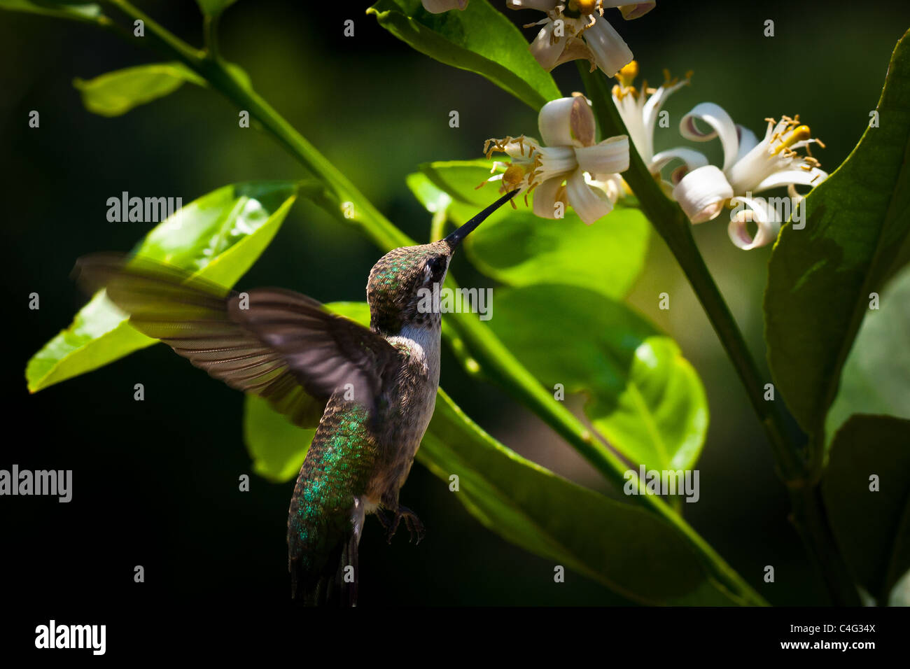 Green Violetear hummingbird (Colibri thalassinus) takes nectar from a ...