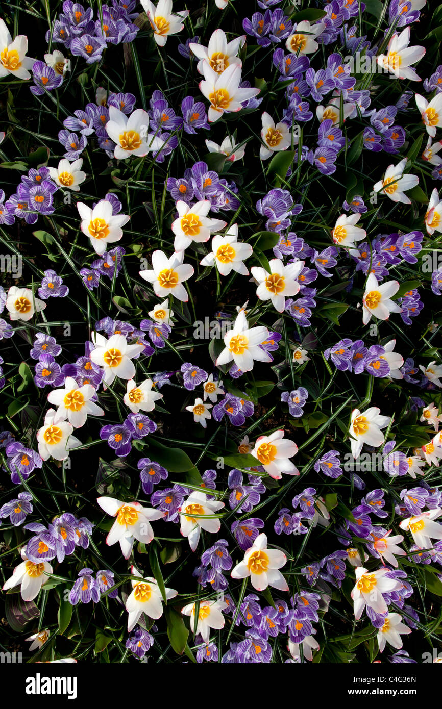 Crocus and tulips Stock Photo - Alamy