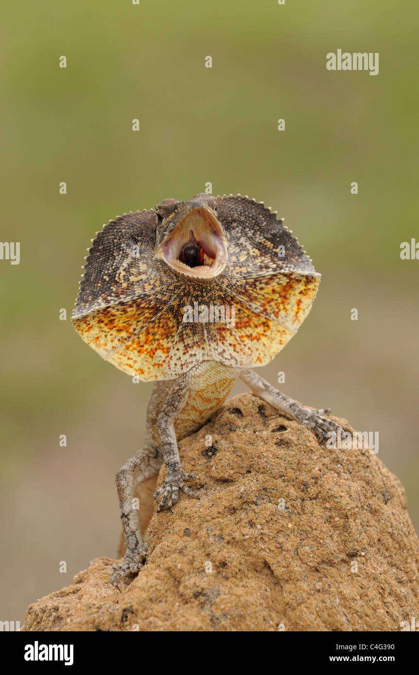 Frilled Lizard Running