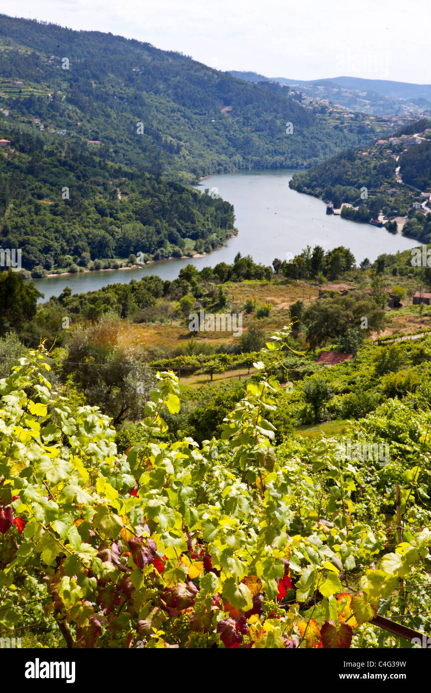 Douro river valley wineyards, Portugal Stock Photo - Alamy