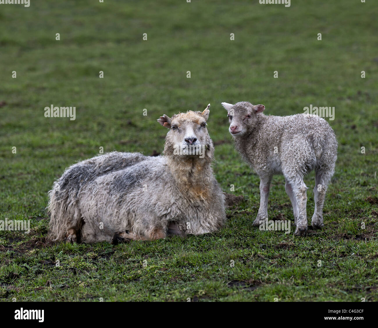 Ewe and lamb dirty from ash fall, Grimsvotn volcanic eruption, Iceland ...