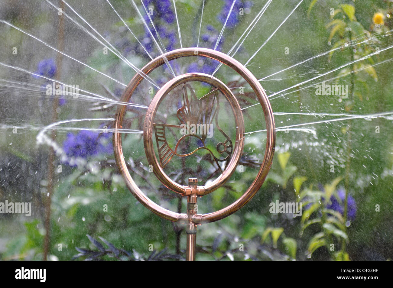 Copper garden sprinkler watering delphiniums Stock Photo - Alamy