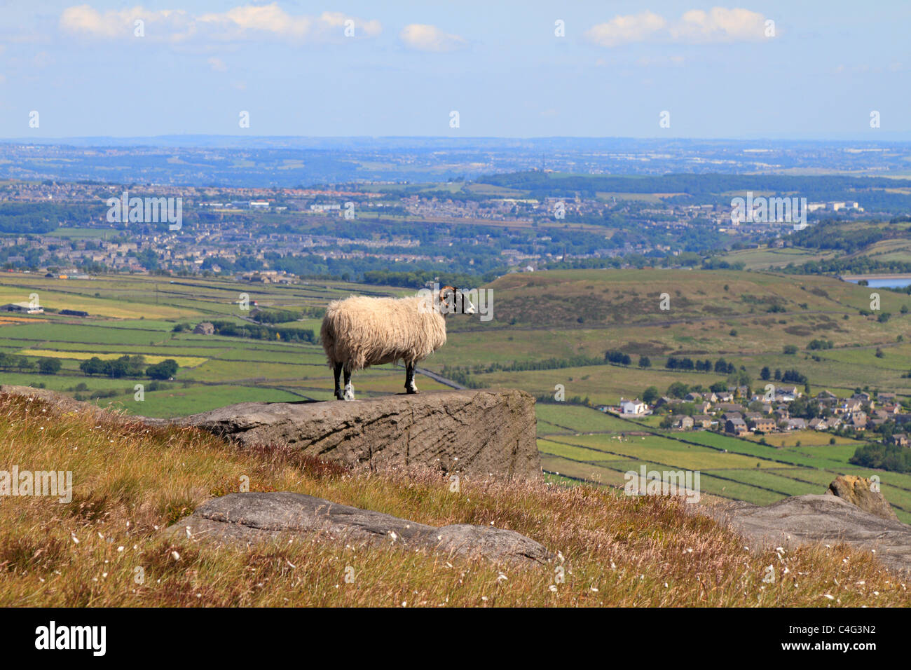 A Swaledale sheep standing on a rock on Meltham Moor near Holmfirth ...