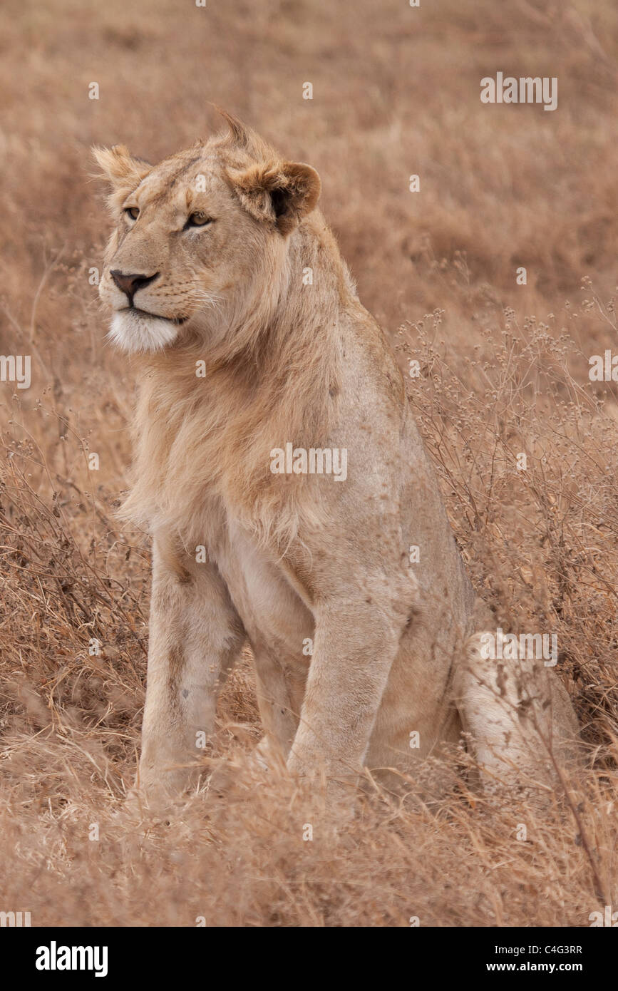 Male Lion Ngorongoro Crater, Tanzania Stock Photo - Alamy