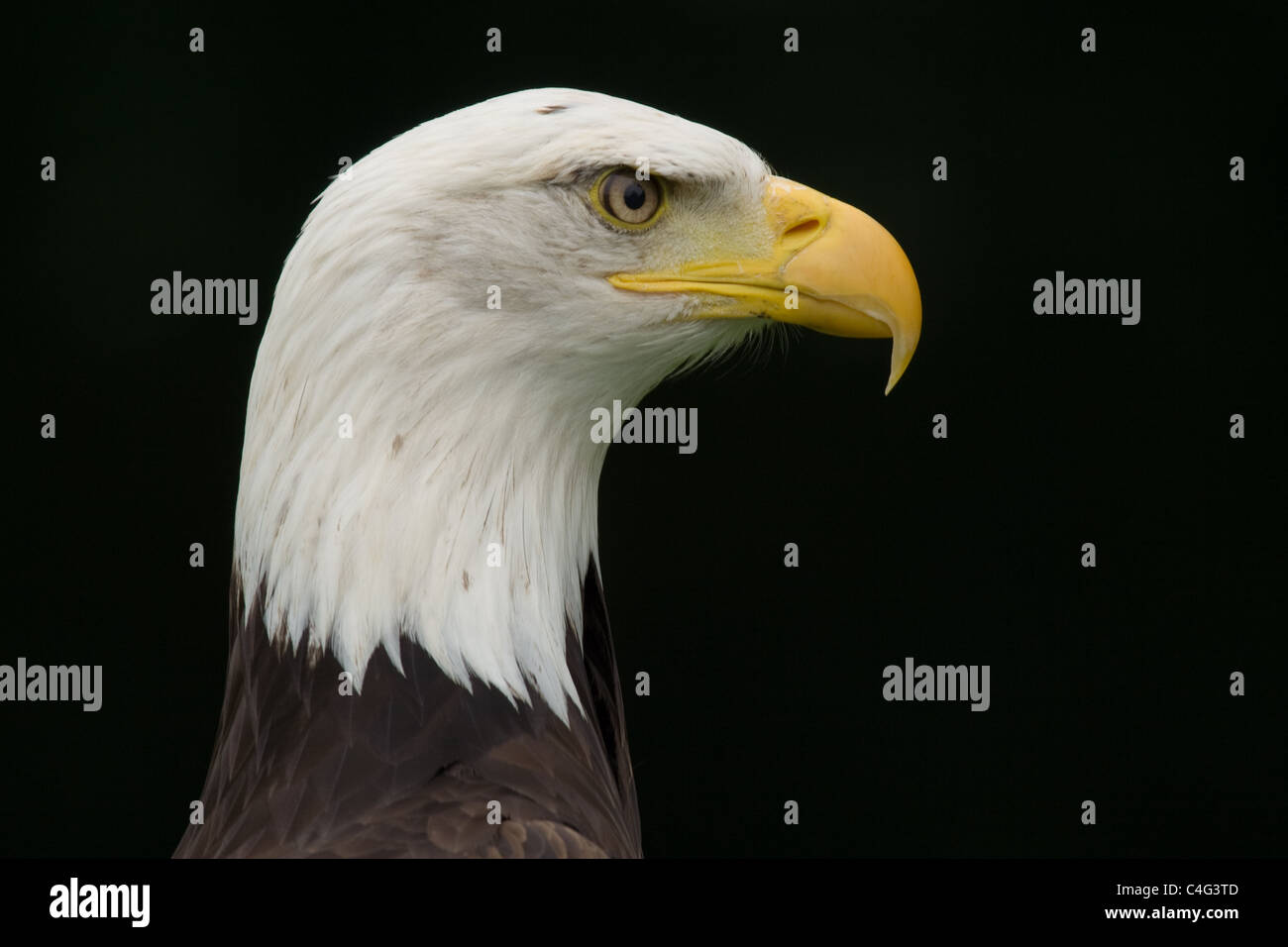 Eagle profile hi-res stock photography and images - Alamy