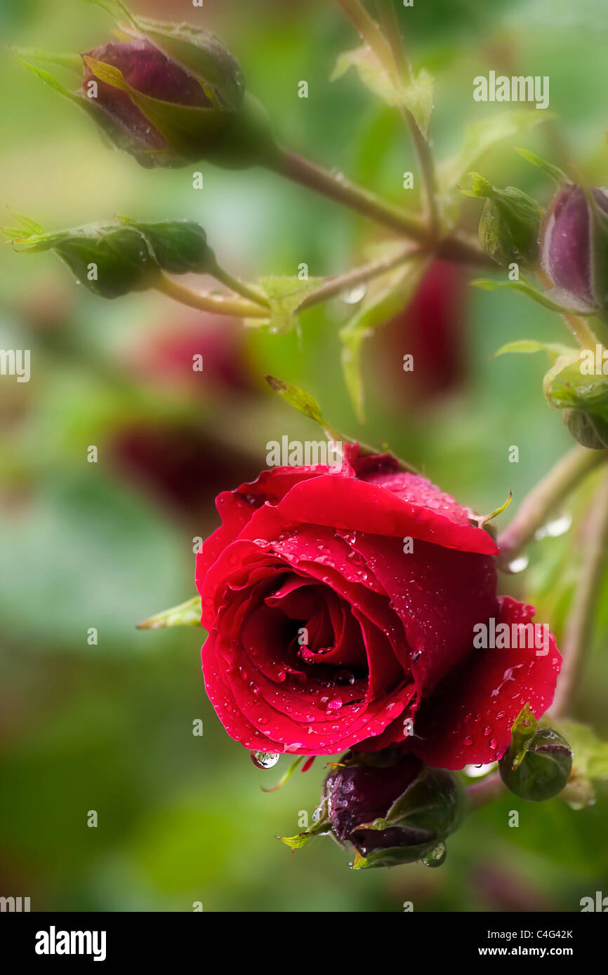 Raindrops On Roses Wallpapers