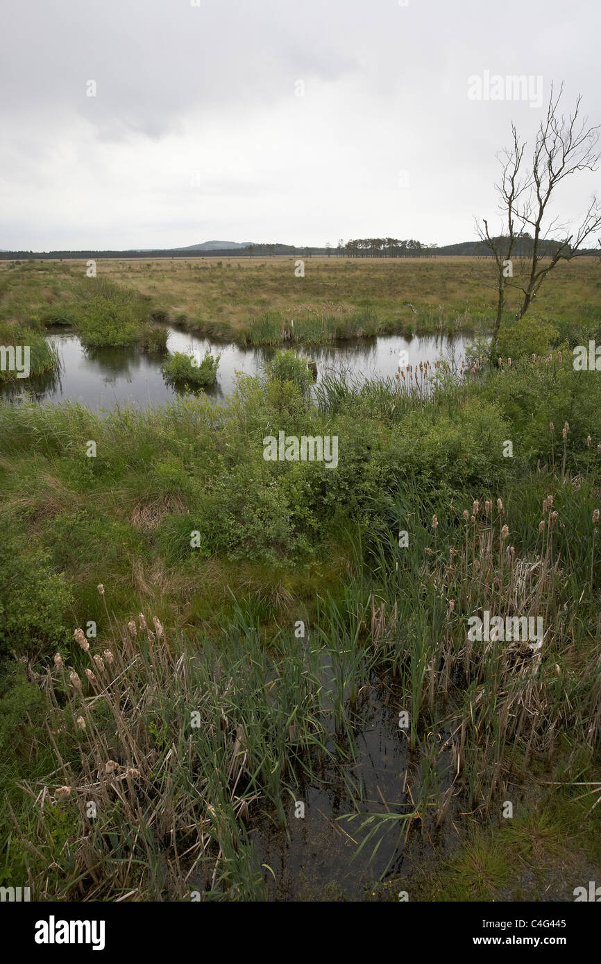 Heath and moss hi-res stock photography and images - Alamy