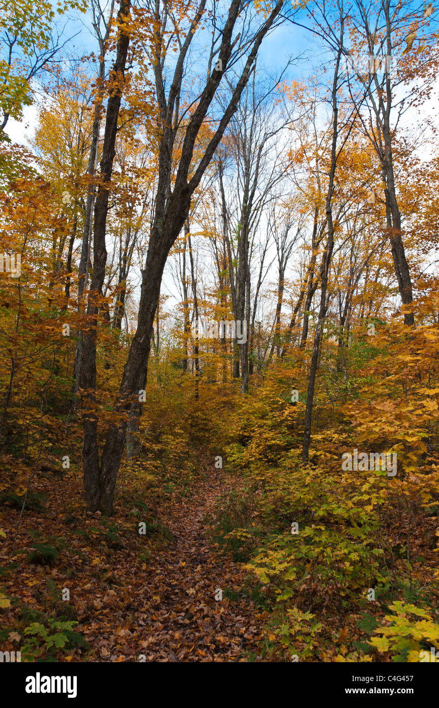 Forest during Fall Stock Photo - Alamy