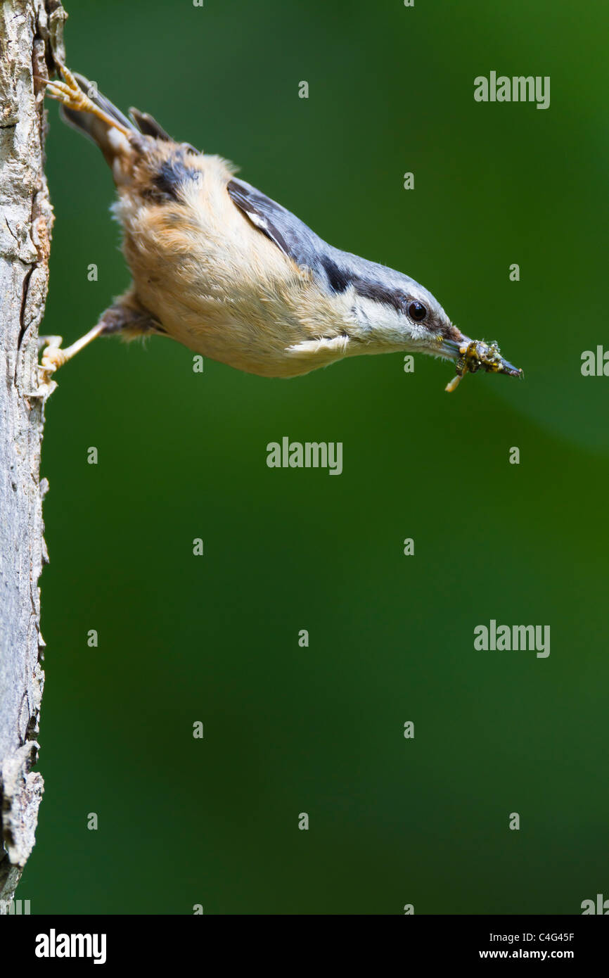 Nuthatch. Sitta europaea (Sittidae) Breeding Season Nest Stock Photo ...