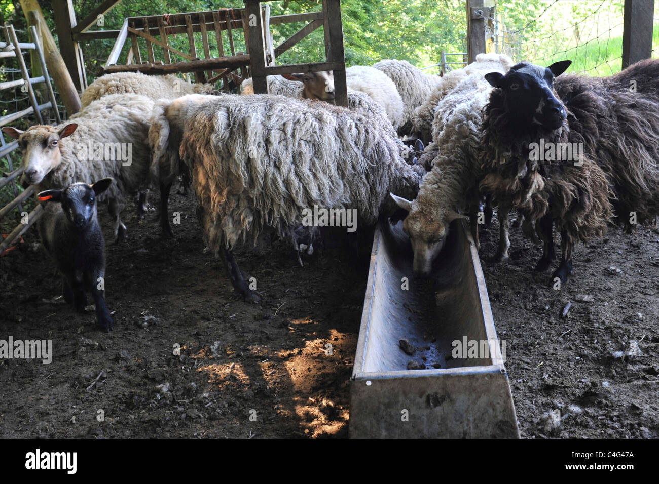 Nursing sheep hi-res stock photography and images - Alamy