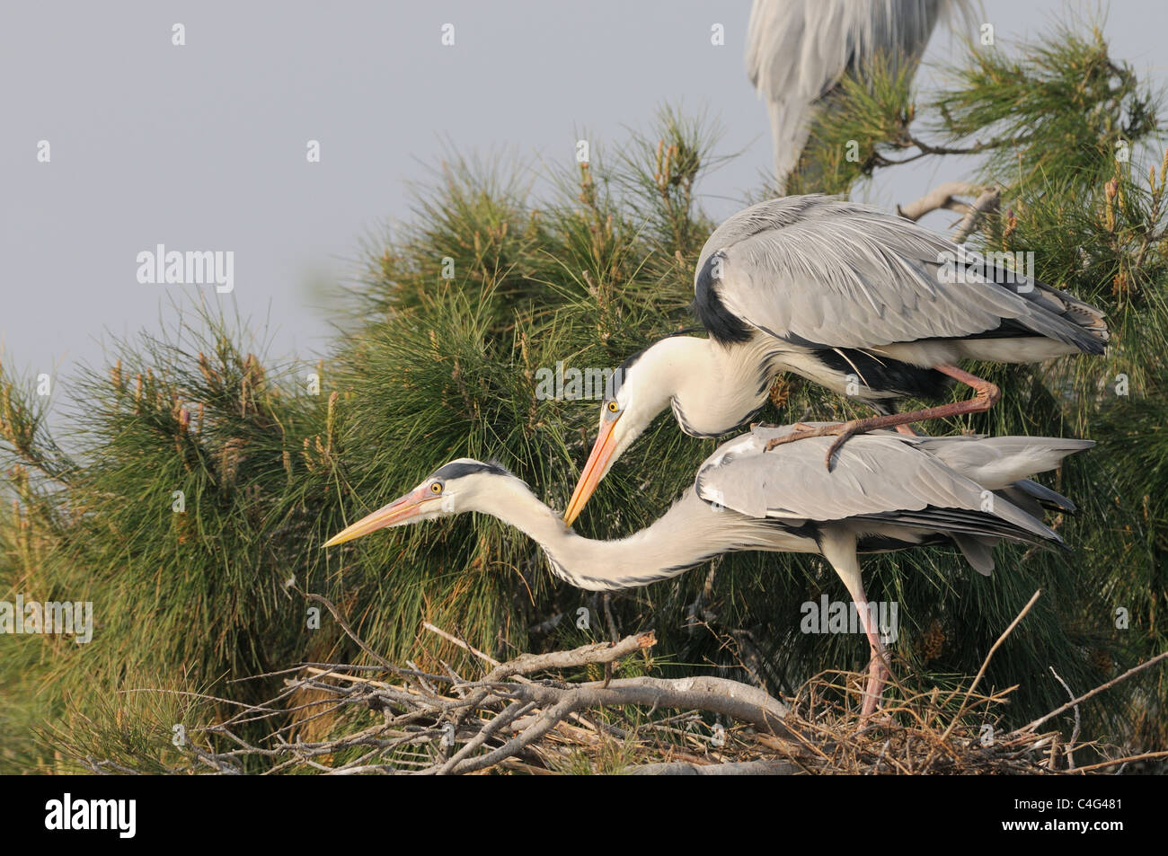 Mating hi-res stock photography and images - Alamy