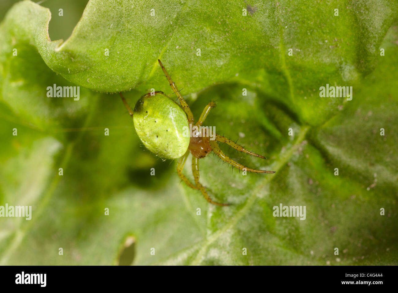 Cucumber spider, Araniella cucurbitina or Green Orb Weaver, UK Stock ...