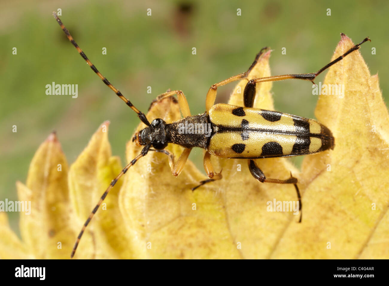 Longhorn beetle, Strangalia maculata UK Stock Photo - Alamy
