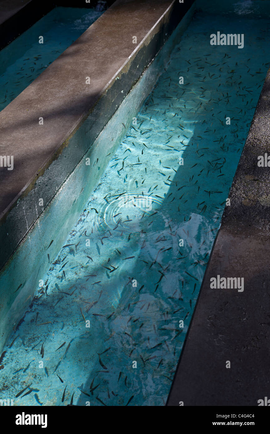 Fish holding tank Madeira Stock Photo - Alamy