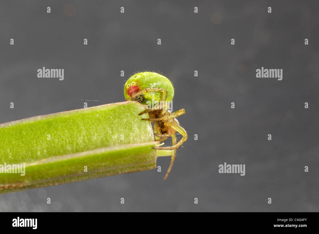 Cucumber spider, Araniella cucurbitina or Green Orb Weaver, UK Stock ...