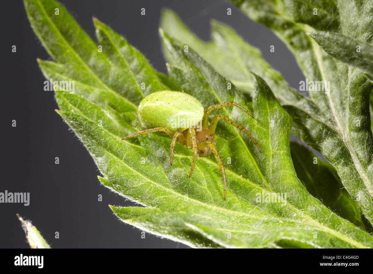 Cucumber spider, Araniella cucurbitina or Green Orb Weaver, UK Stock ...