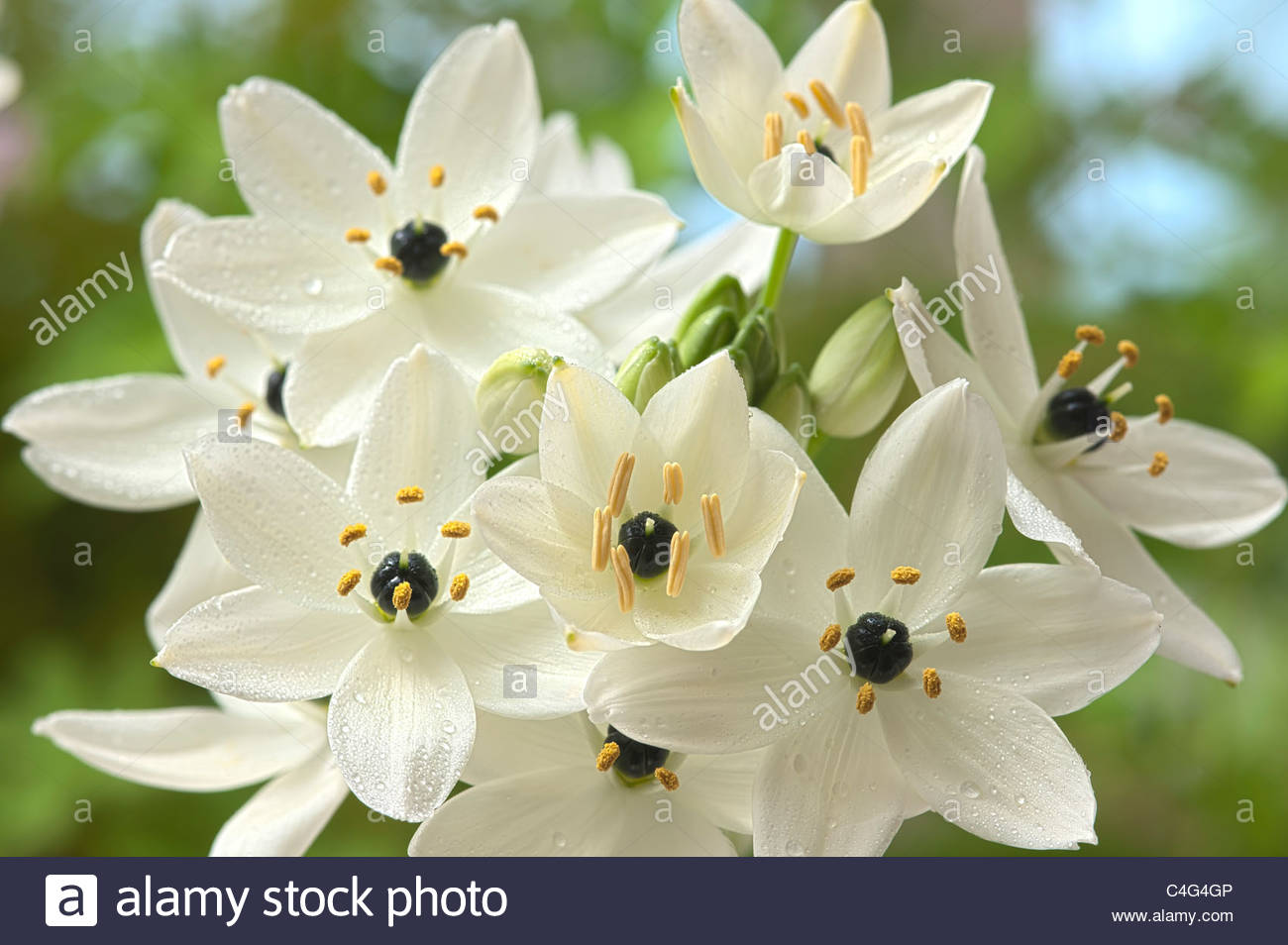 Arabicum Stock Photos & Arabicum Stock Images - Alamy