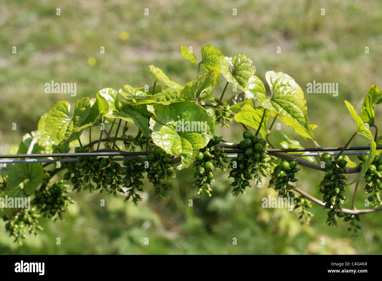 Tamus communis hi-res stock photography and images - Alamy