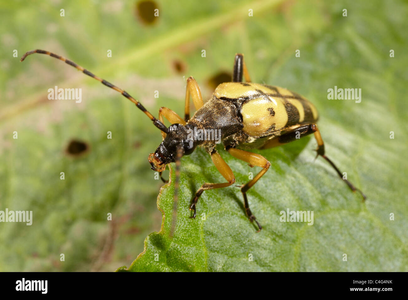 Strangalia Maculata Stock Photos & Strangalia Maculata Stock Images - Alamy